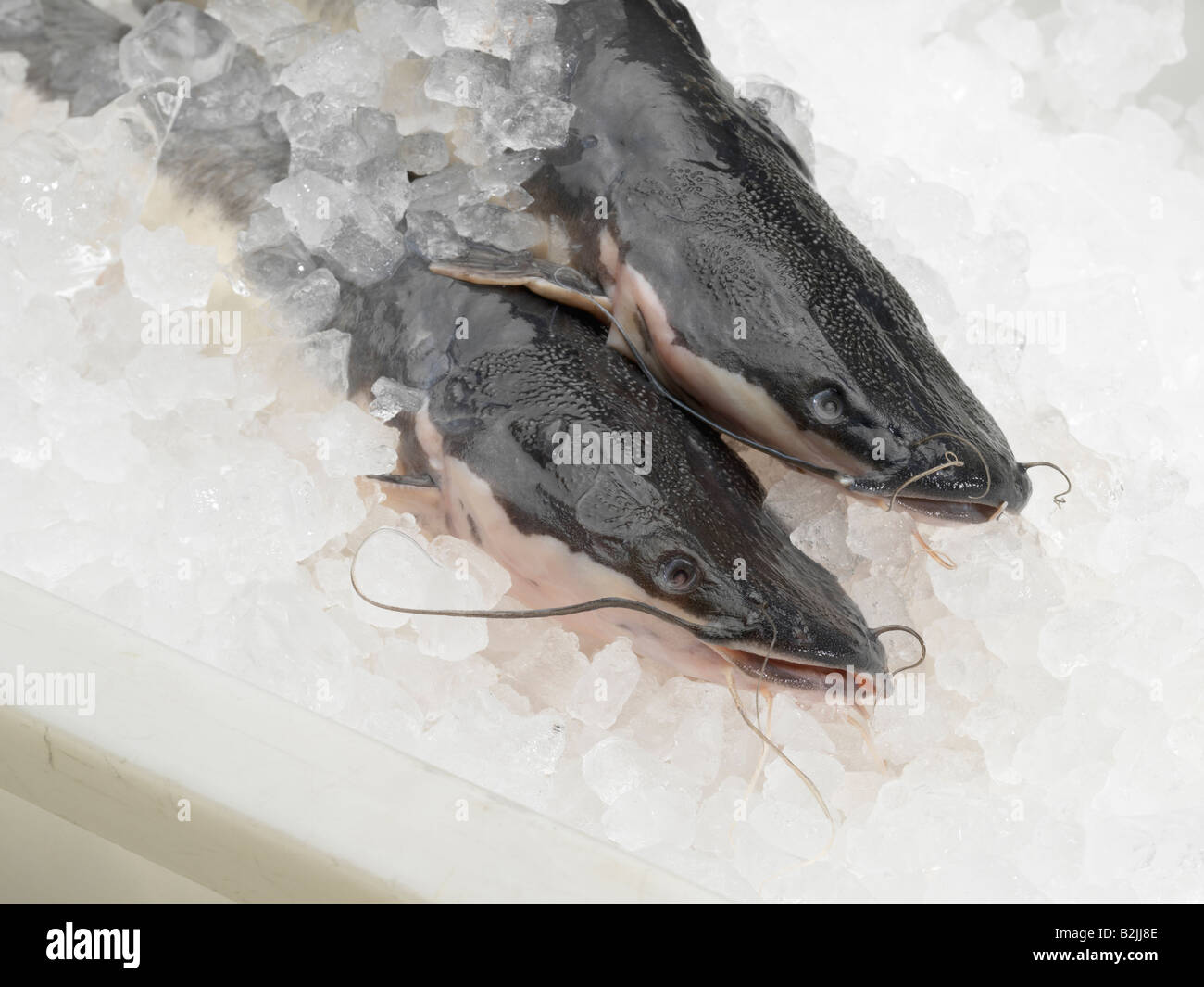Fresh catfish ice hi-res stock photography and images - Alamy