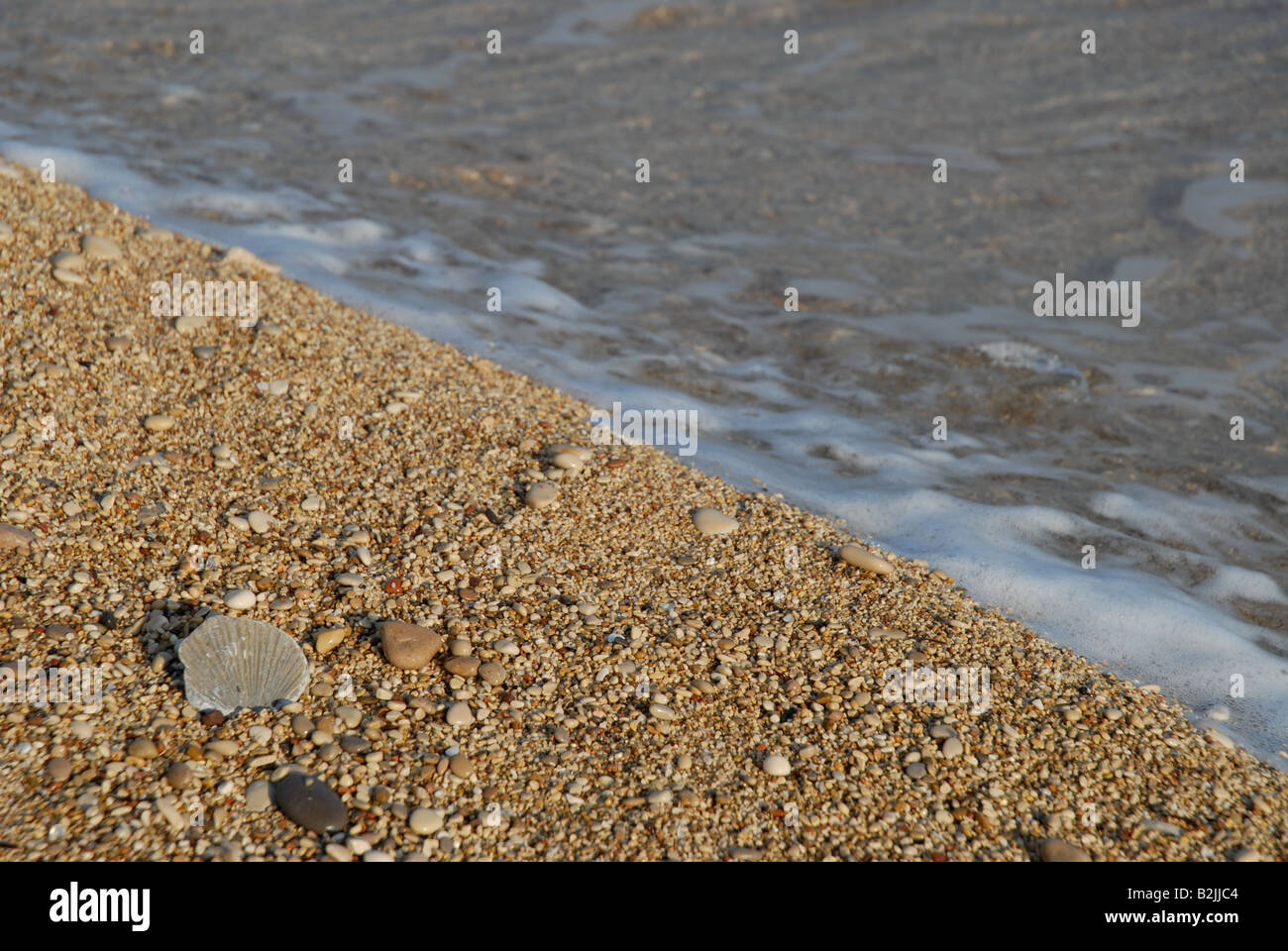 Seashell fossil hi-res stock photography and images - Alamy