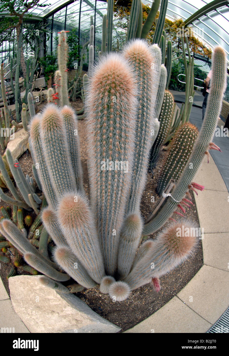 Kew gardens greenhouse cactus hi-res stock photography and images - Alamy