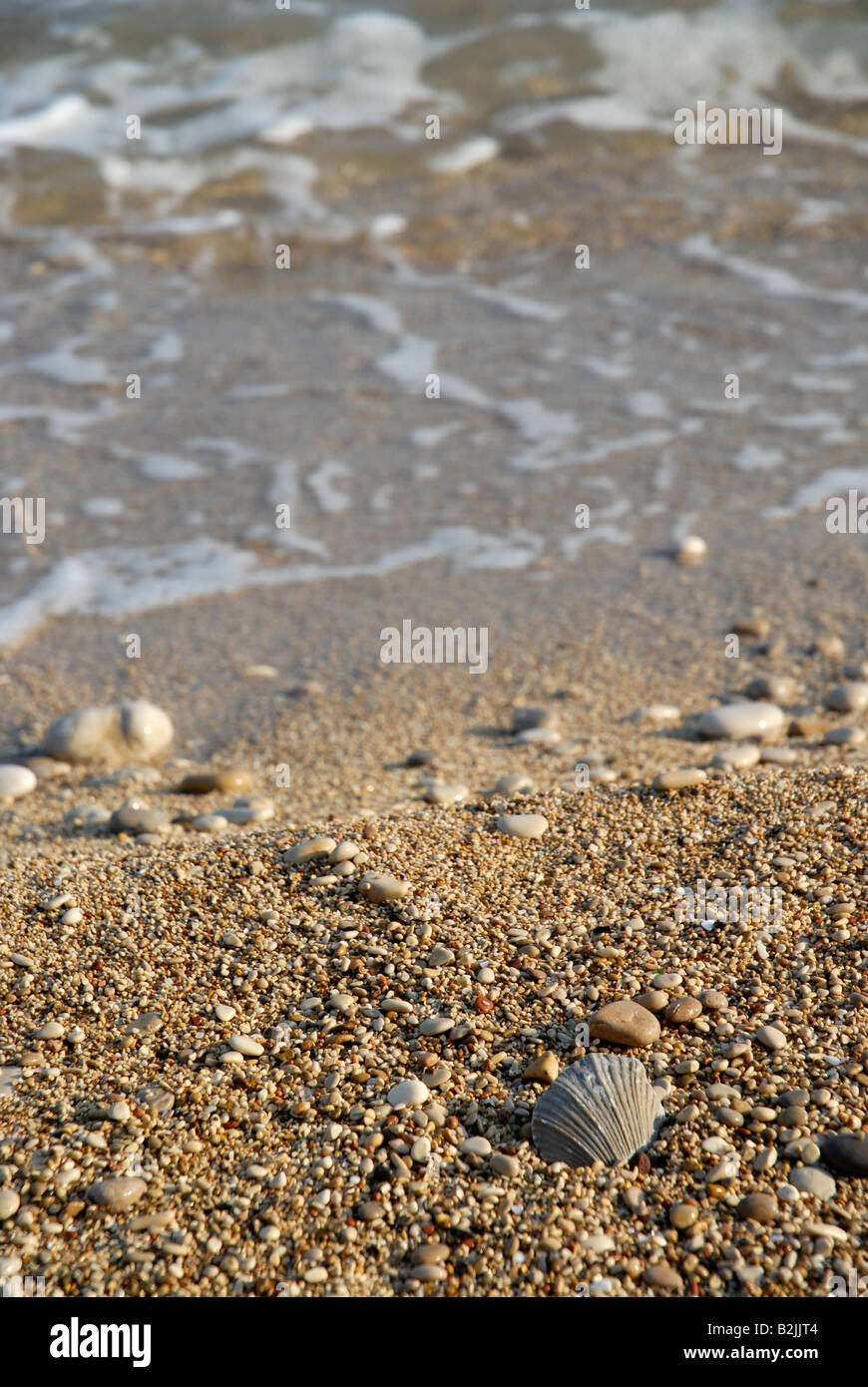 Seashell fossil hi-res stock photography and images - Alamy