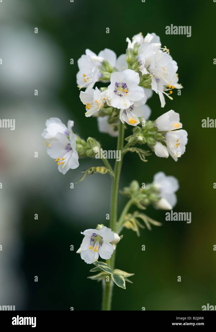 POLEMONIUM PAM JACOBS LADDER Stock Photo - Alamy