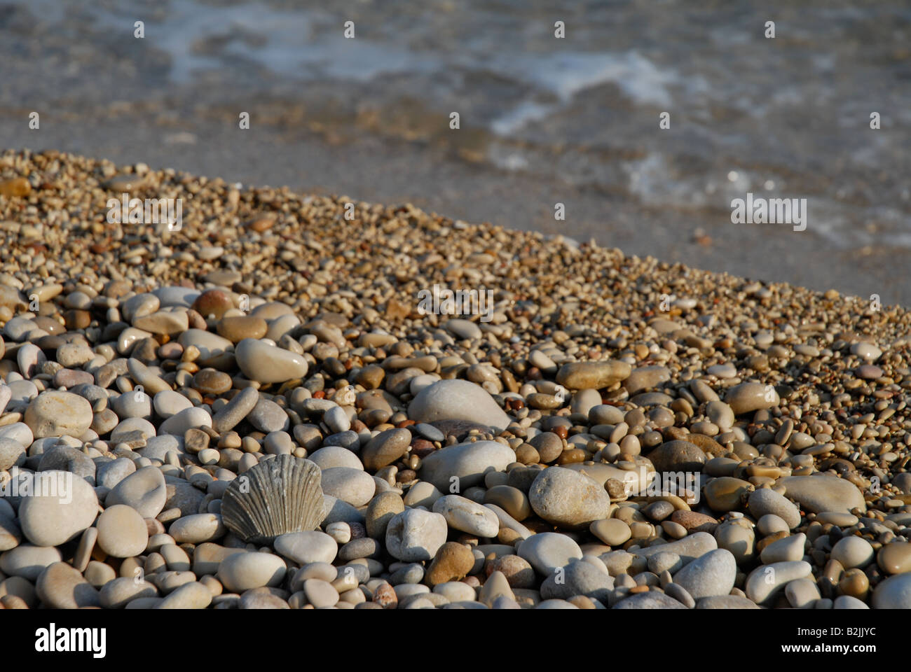 Seashell fossil hi-res stock photography and images - Alamy