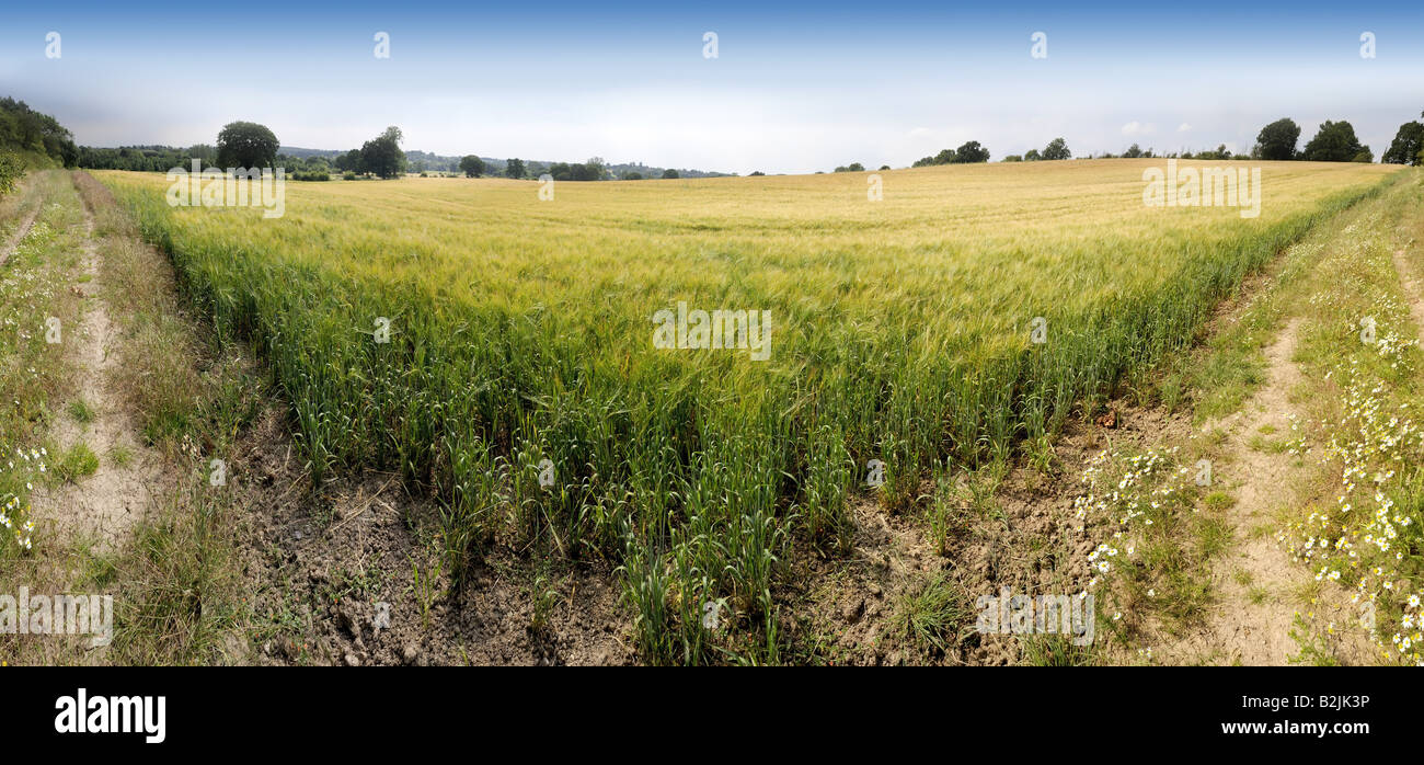 farmland cornfield before harvesting of arable crops Stock Photo - Alamy