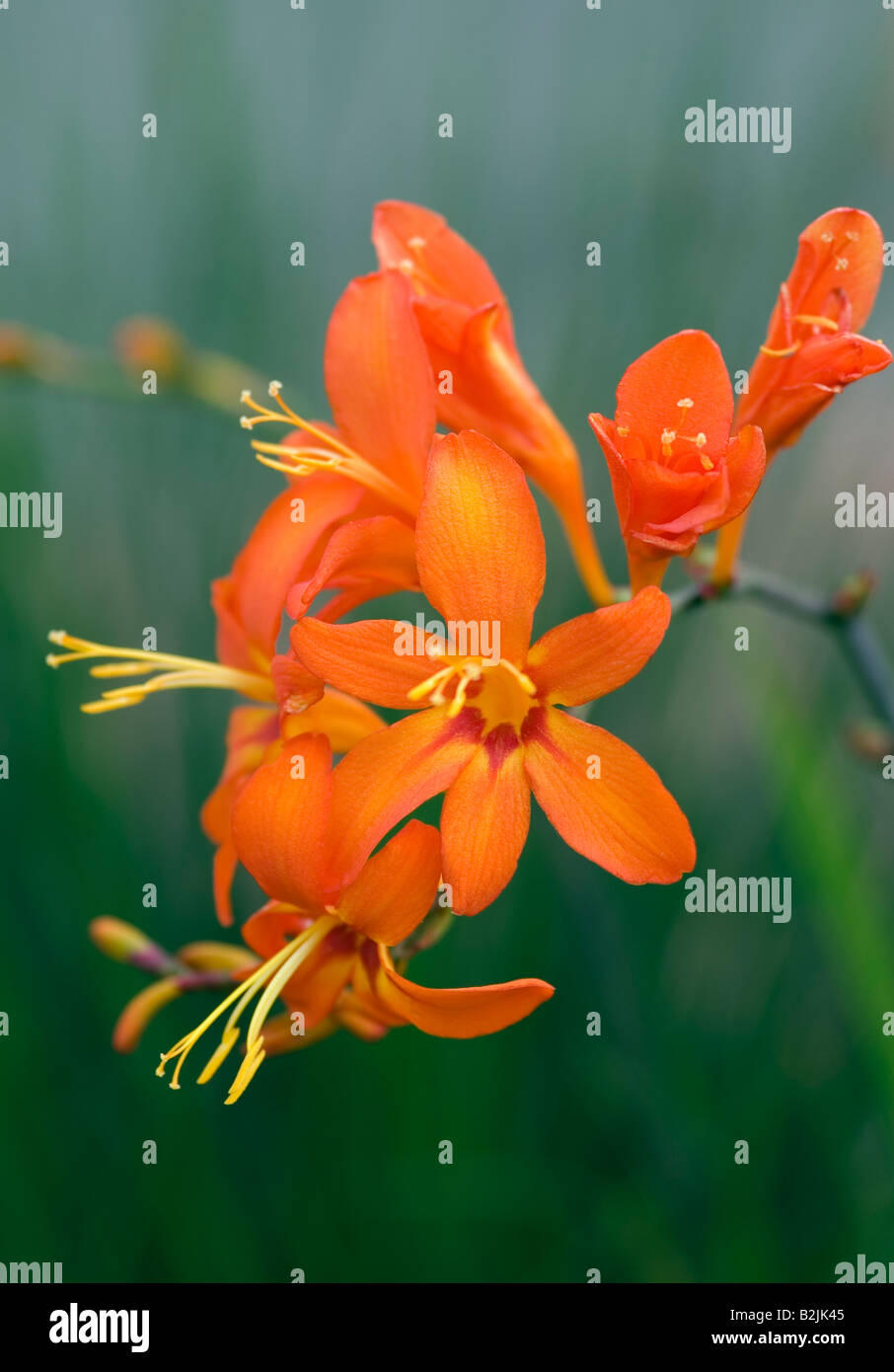 Montbretia hi-res stock photography and images - Alamy