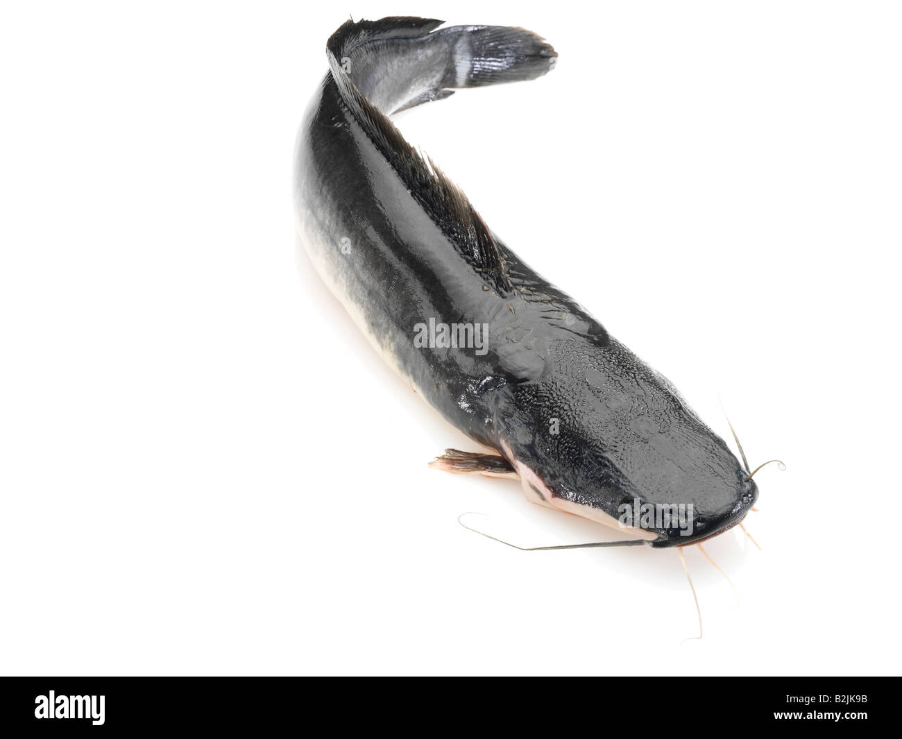 Bullhead catfish hi-res stock photography and images - Alamy