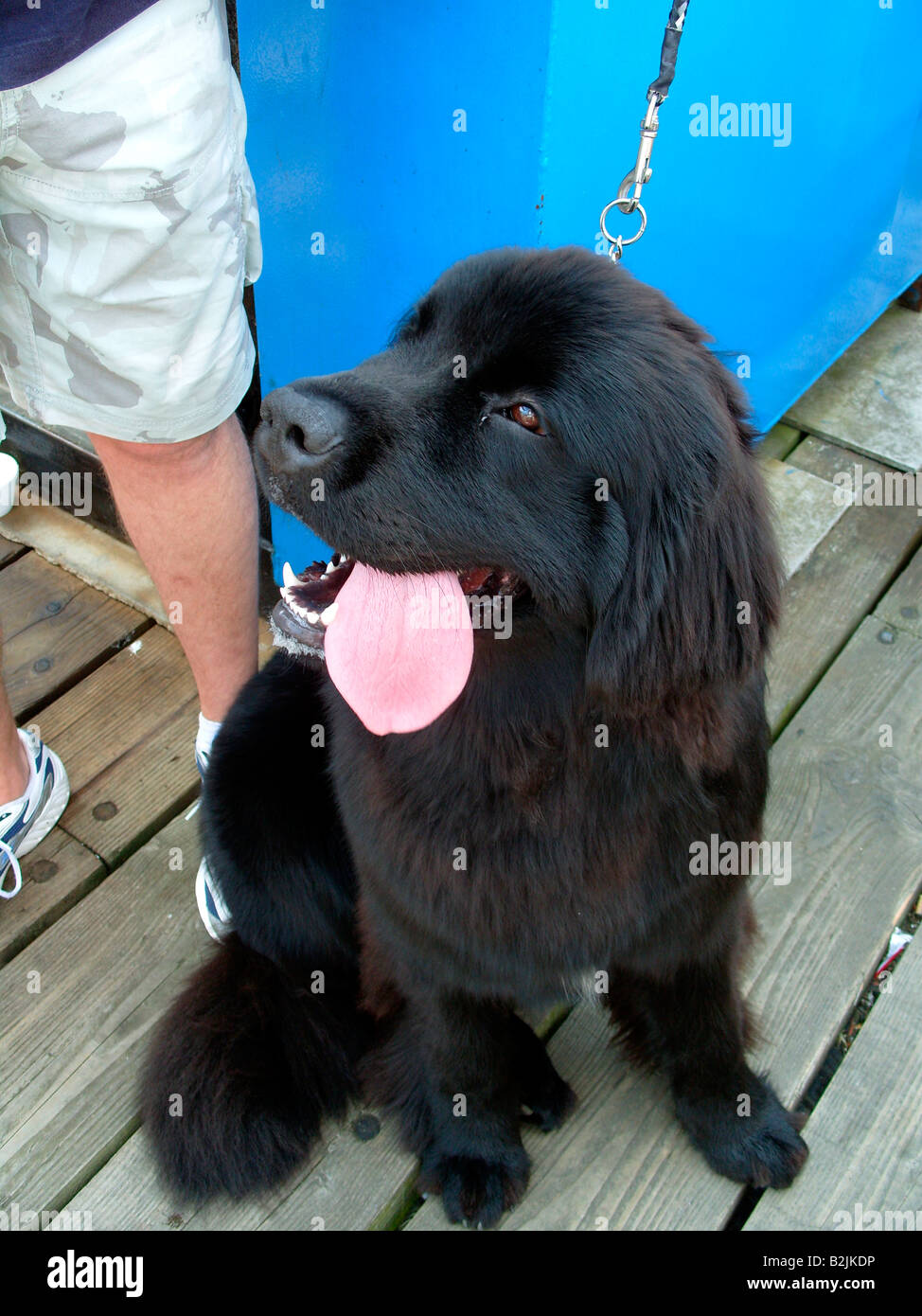 Newfoundland dog water hi-res stock photography and images - Alamy