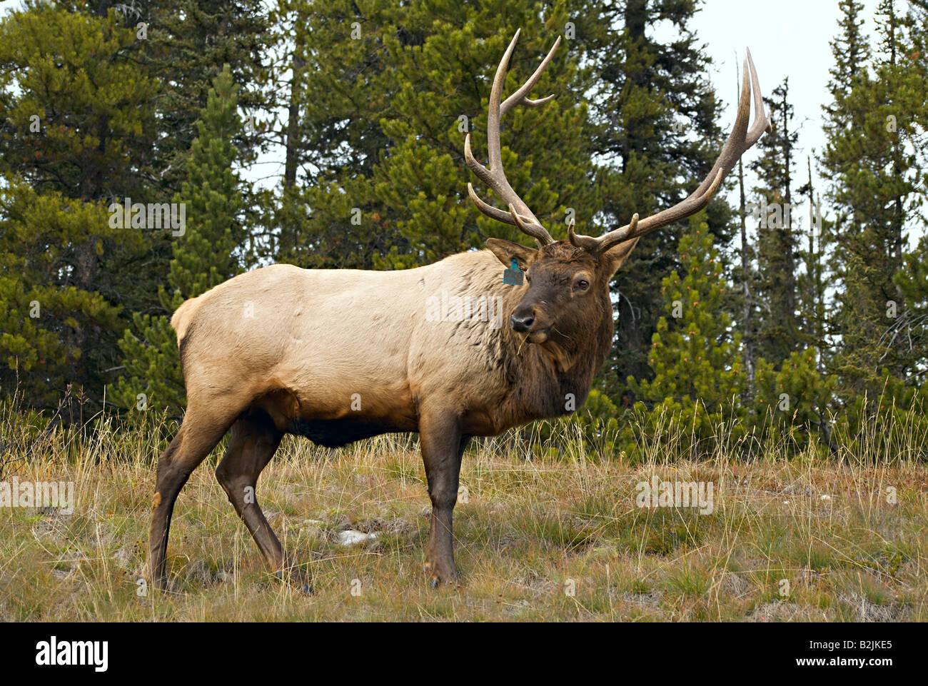 Male Elk Cervus canadensis at Jasper National Park, Canada Stock Photo ...