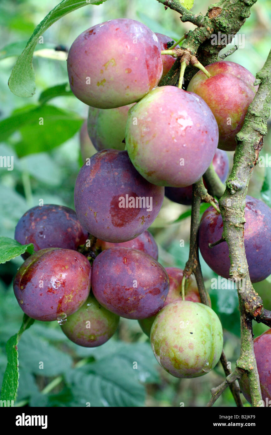 Prunus domestica the czar hi-res stock photography and images - Alamy