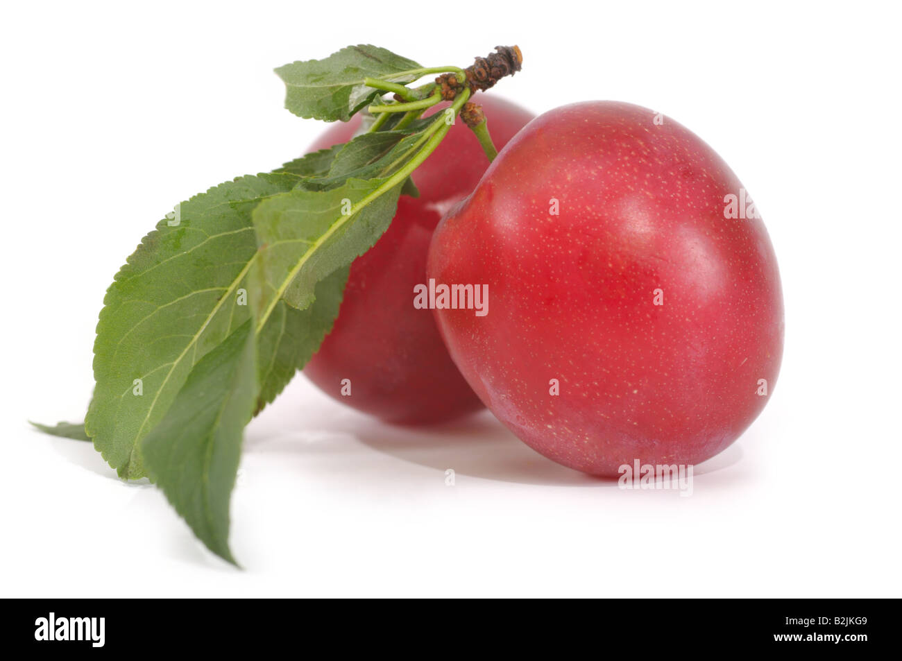 Plums isolated on white background Stock Photo - Alamy