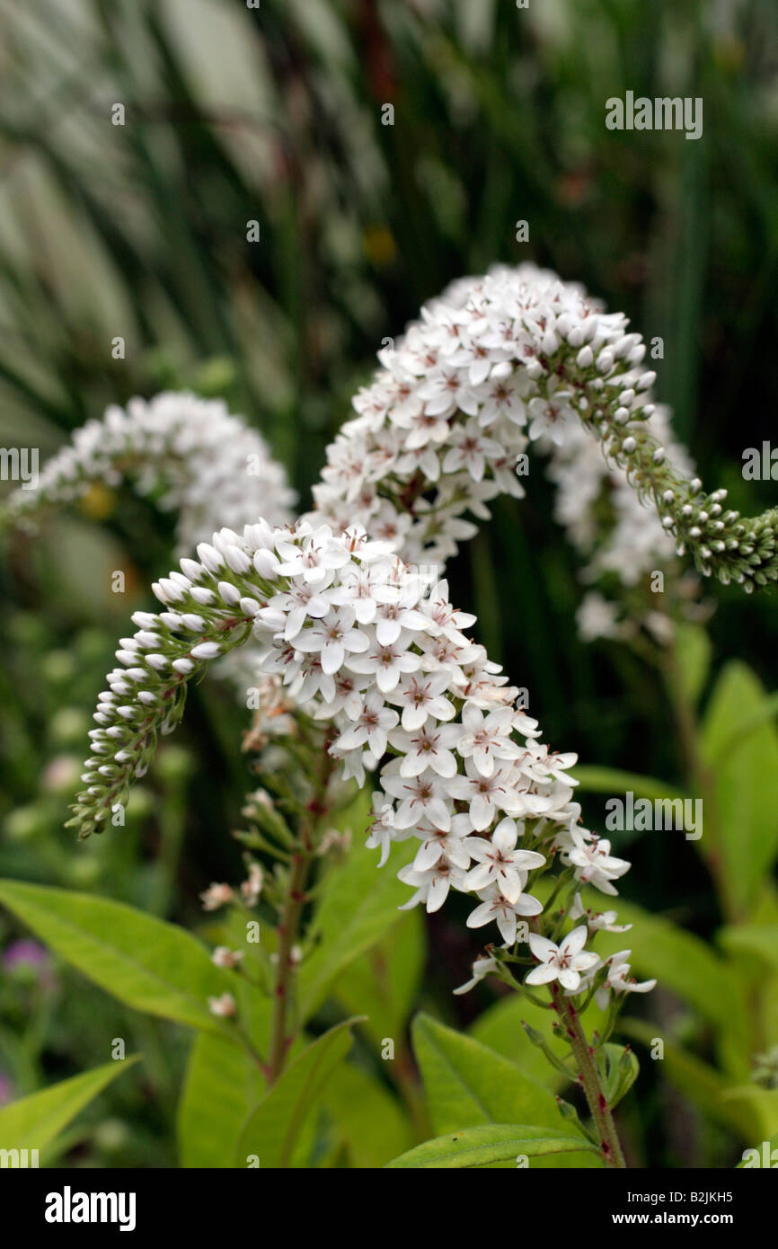 Lysimachia clethroides white cream herbaceous perennial summer july ...