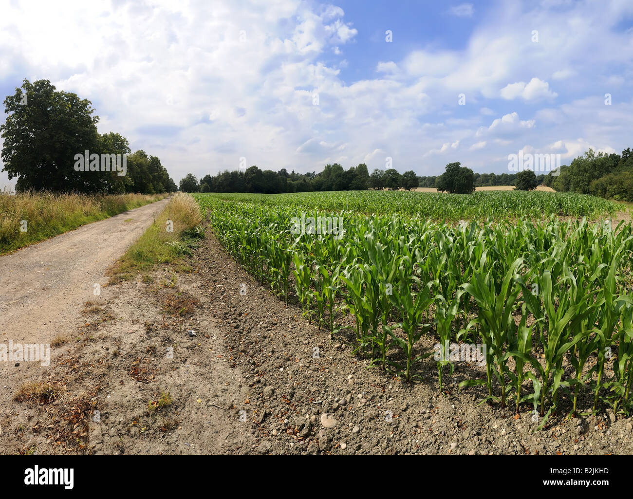 farmland cornfield before harvesting of arable crops Stock Photo - Alamy