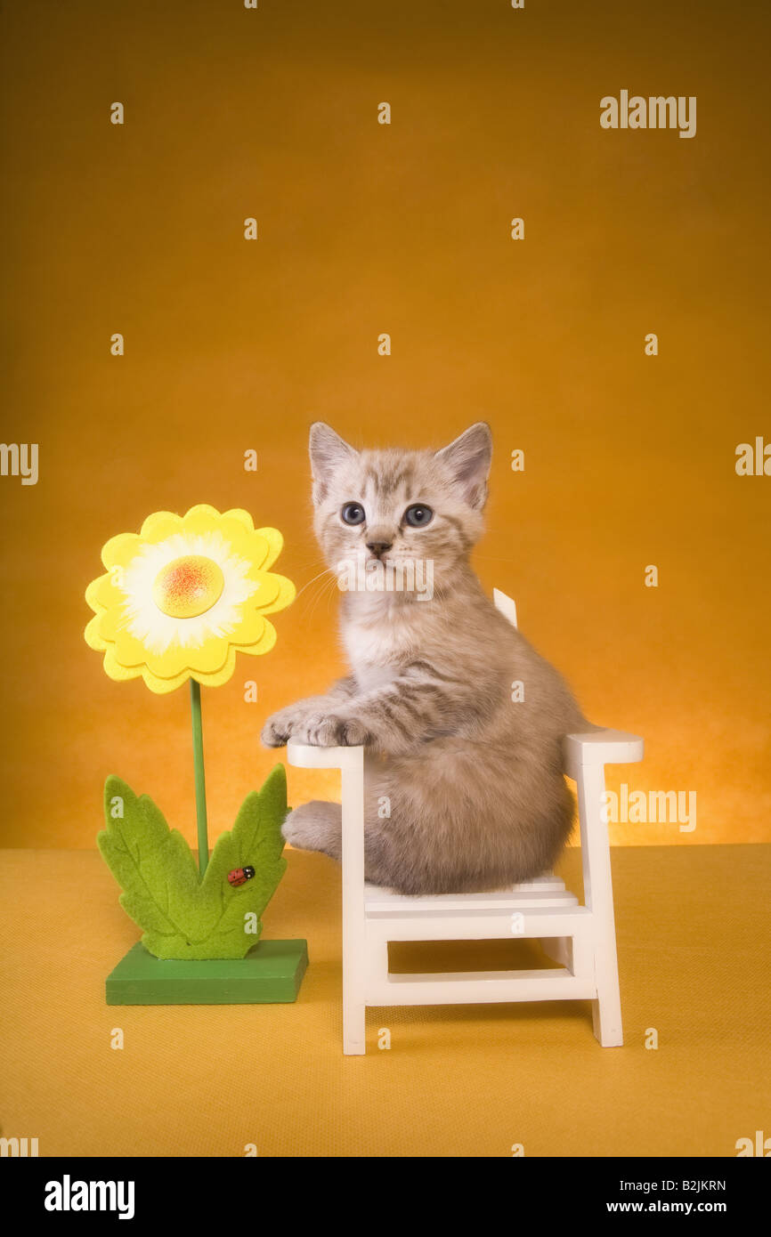 Cute kitten sitting in lawn chair with yellow daisy flower on golden ...