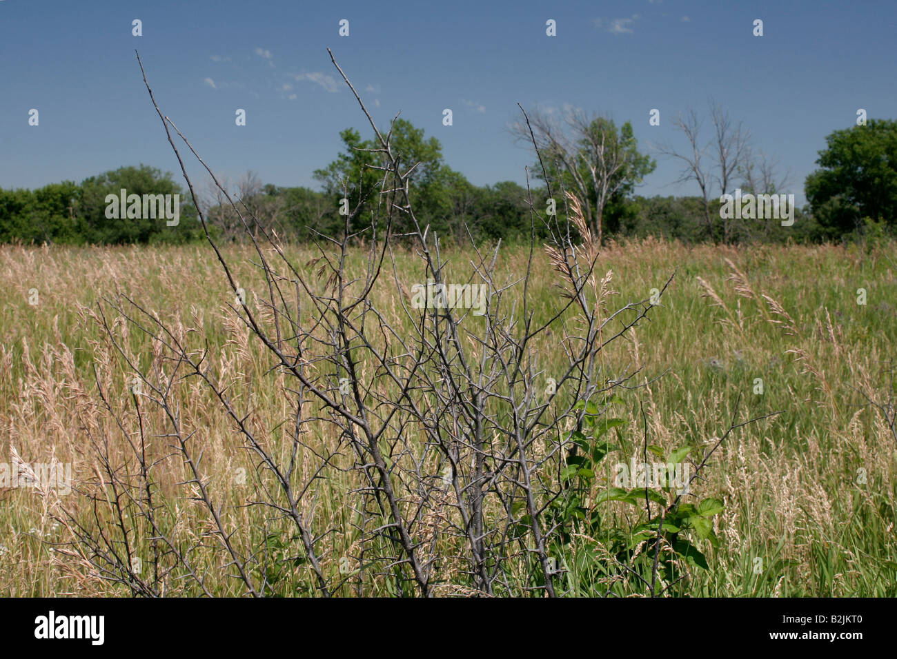 Prairie grass roots hi-res stock photography and images - Alamy