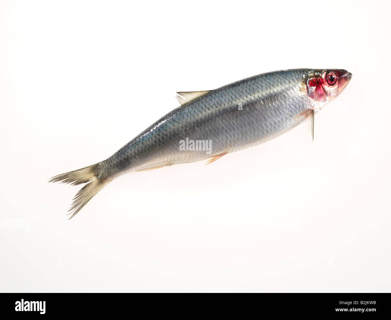 Clupea herring hi-res stock photography and images - Alamy