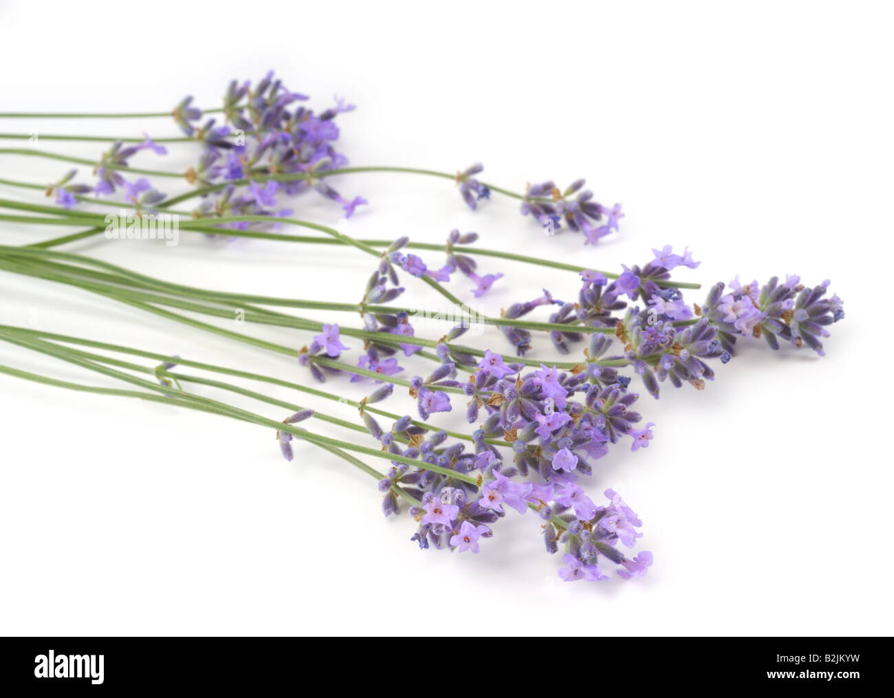 Lavender isolated on white background Stock Photo - Alamy