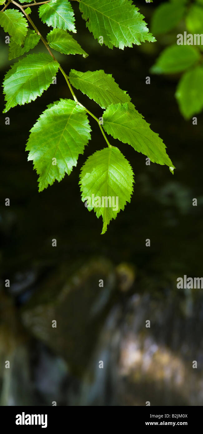 Silver birch leaves hi-res stock photography and images - Alamy