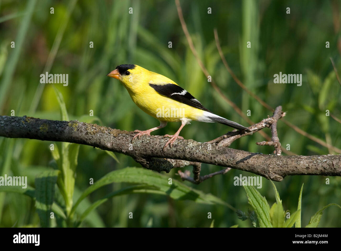 American goldfinch male Stock Photo - Alamy
