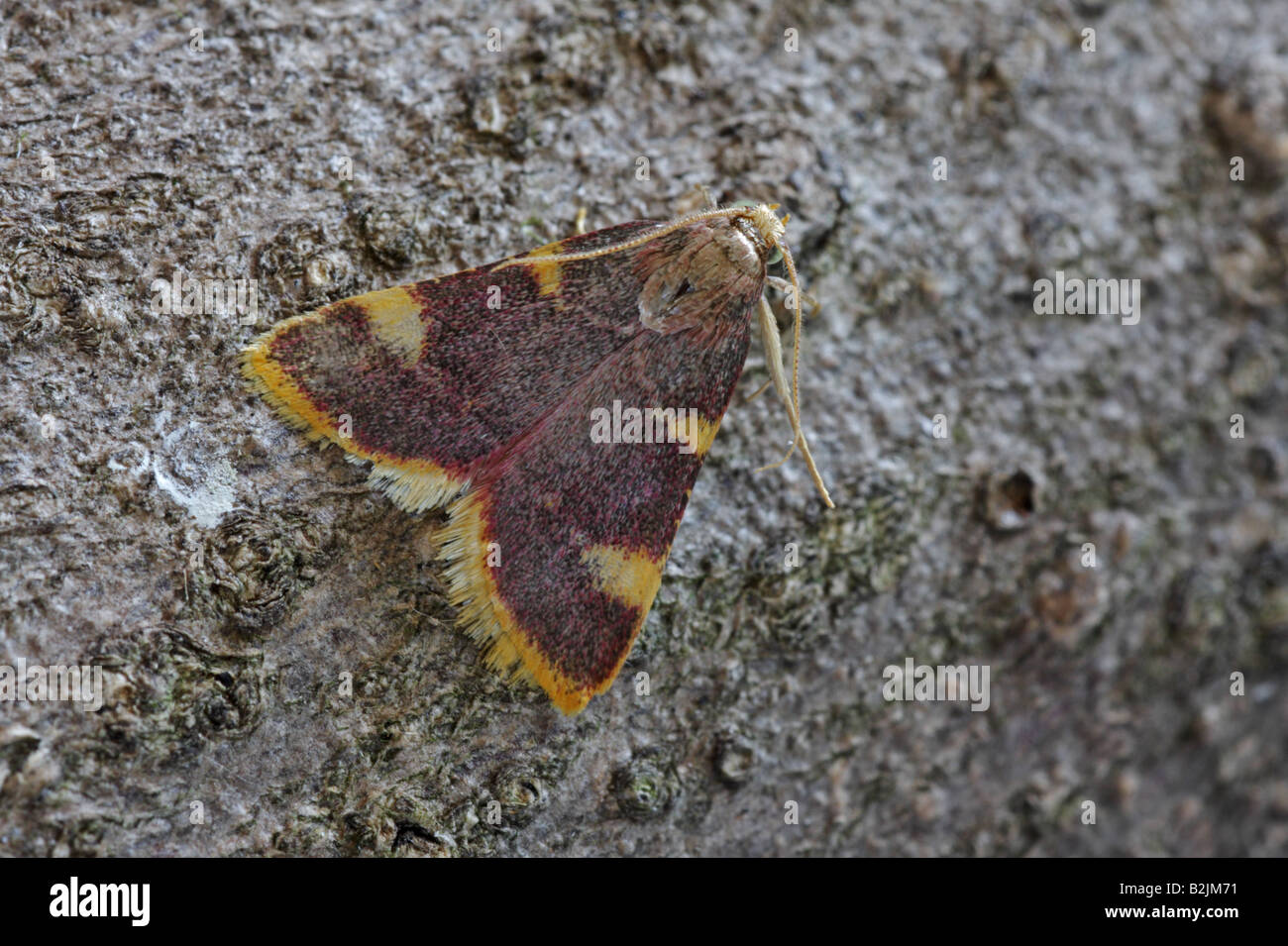 Gold triangle moth hi-res stock photography and images - Alamy