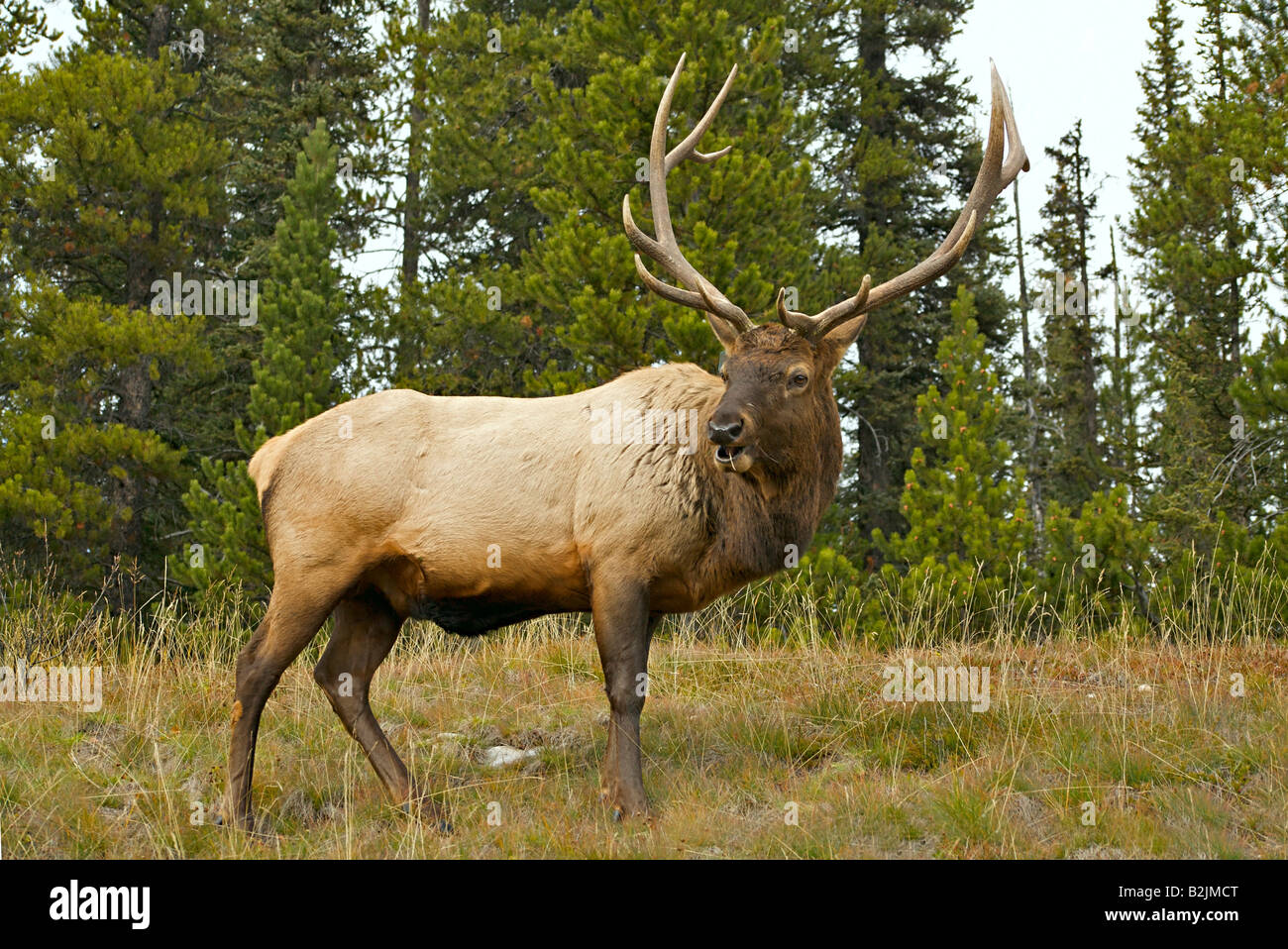 Male Elk Cervus canadensis at Jasper National Park, Canada Stock Photo ...