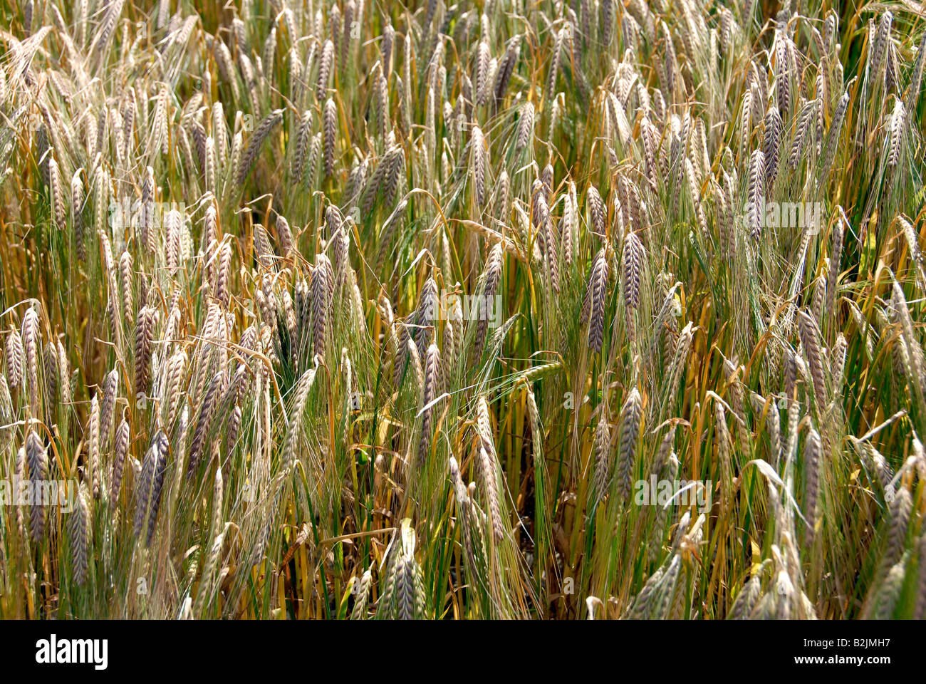 Field of barley ripening in sun hi-res stock photography and images - Alamy