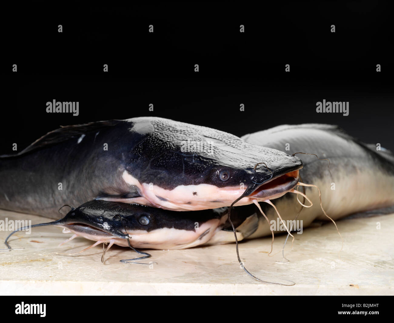 Bullhead catfish hi-res stock photography and images - Alamy