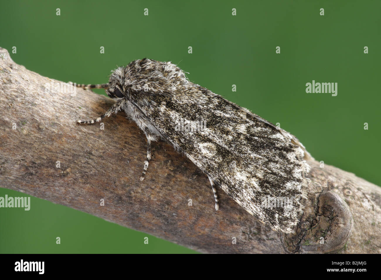 Poplar Grey - Acronicta megacephala Stock Photo - Alamy