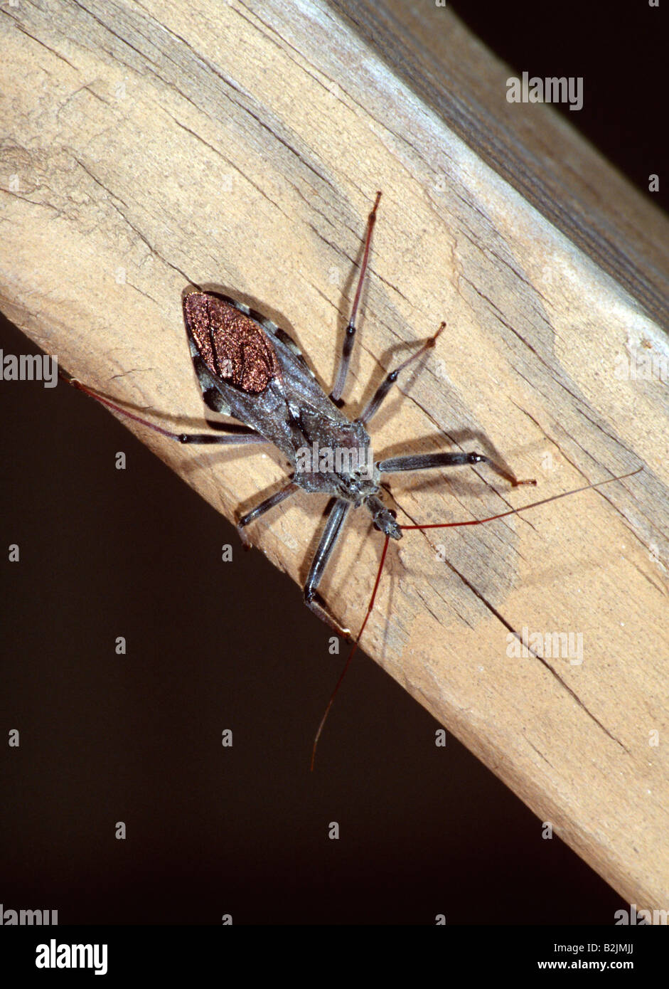 Wheel Bug (Arilus cristatus Stock Photo - Alamy