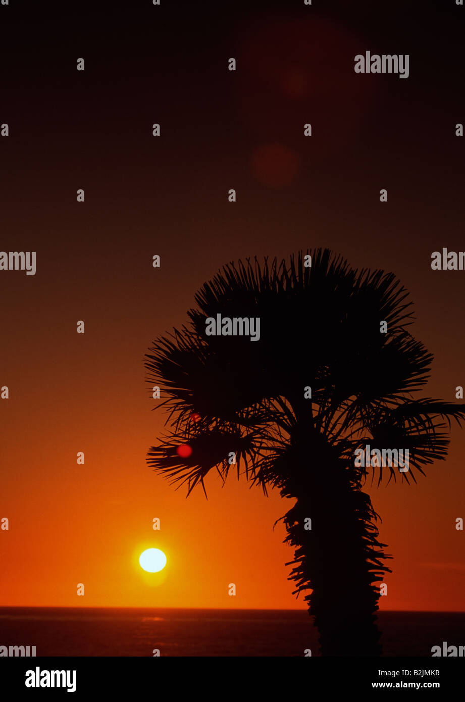 Palm Tree silhouette at sunset Stock Photo - Alamy