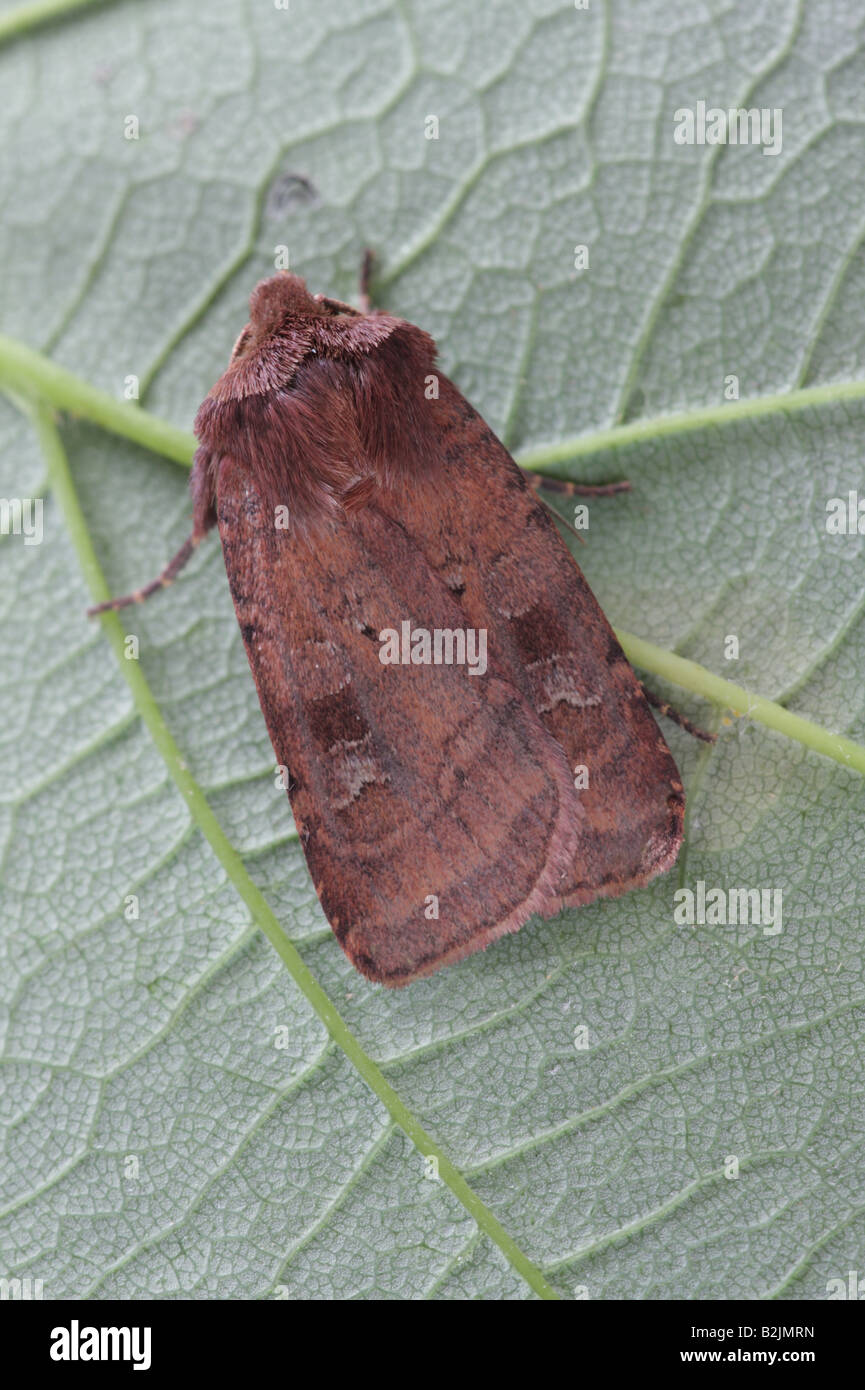 Small Square Spot - Diarsia rubi Stock Photo - Alamy