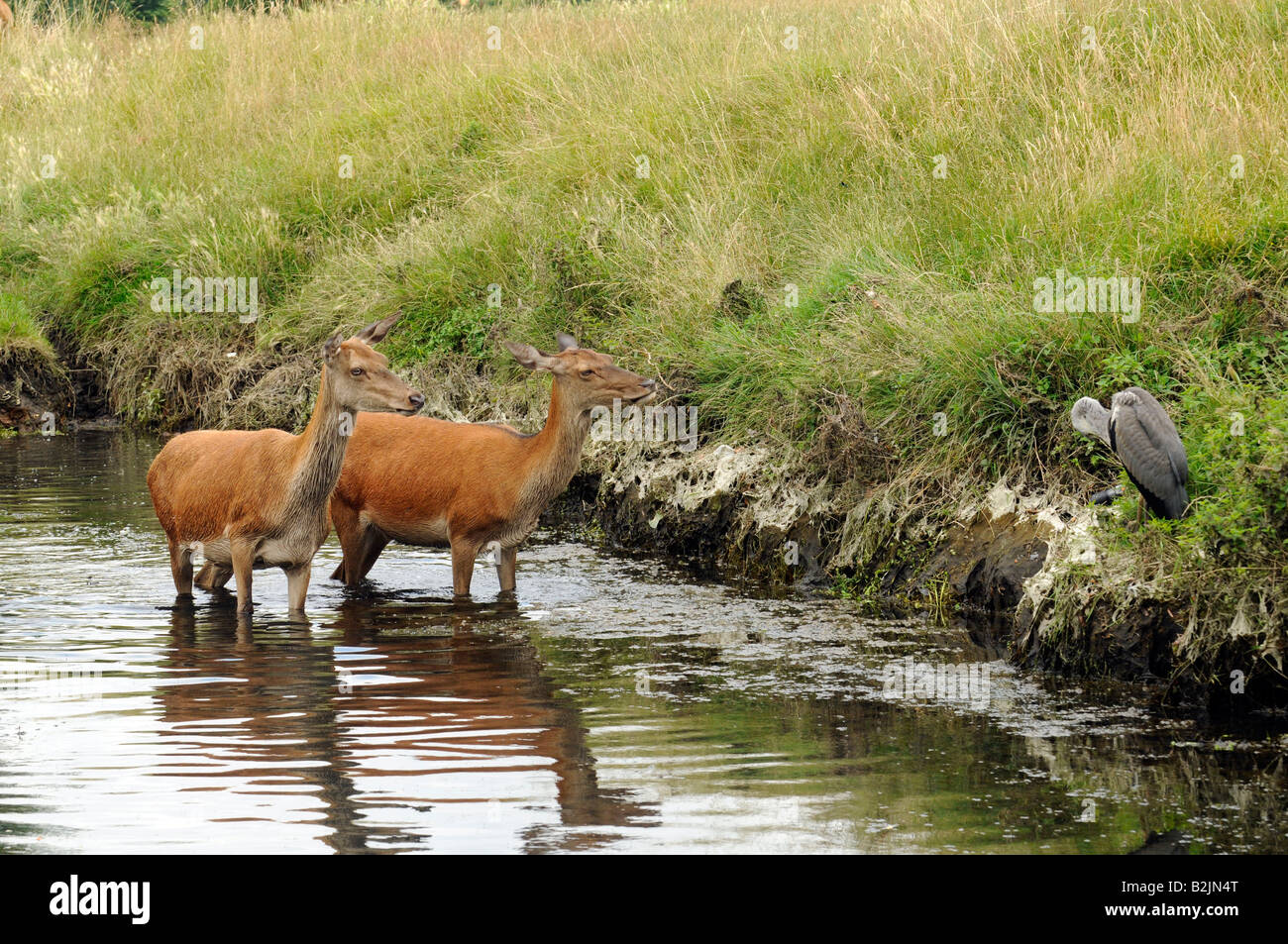 Deer drinking water in stream hi-res stock photography and images - Alamy