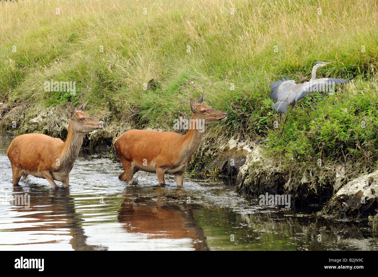 Deer drinking water in stream hi-res stock photography and images - Alamy