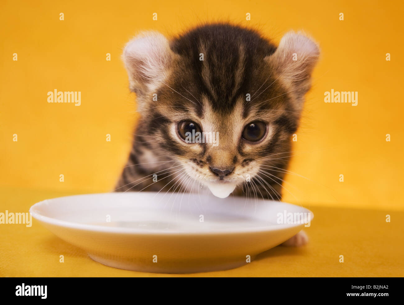 Cute kitten with milk chin on golden background Stock Photo - Alamy
