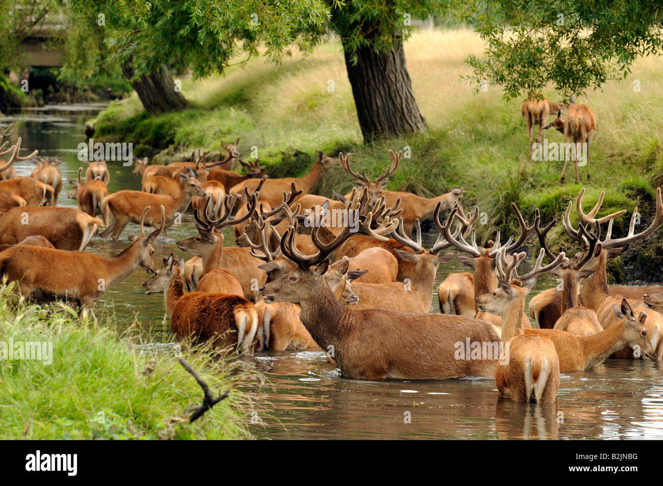 Deer drinking water in stream hi-res stock photography and images - Alamy