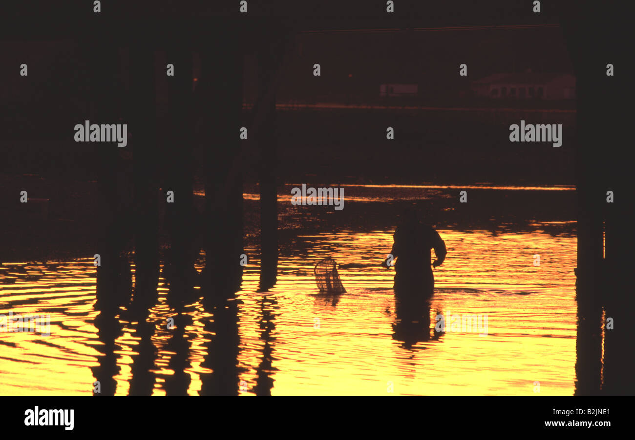 Crab Fisherman Wading in the Water Fishing with Long Net At Sunset near ...