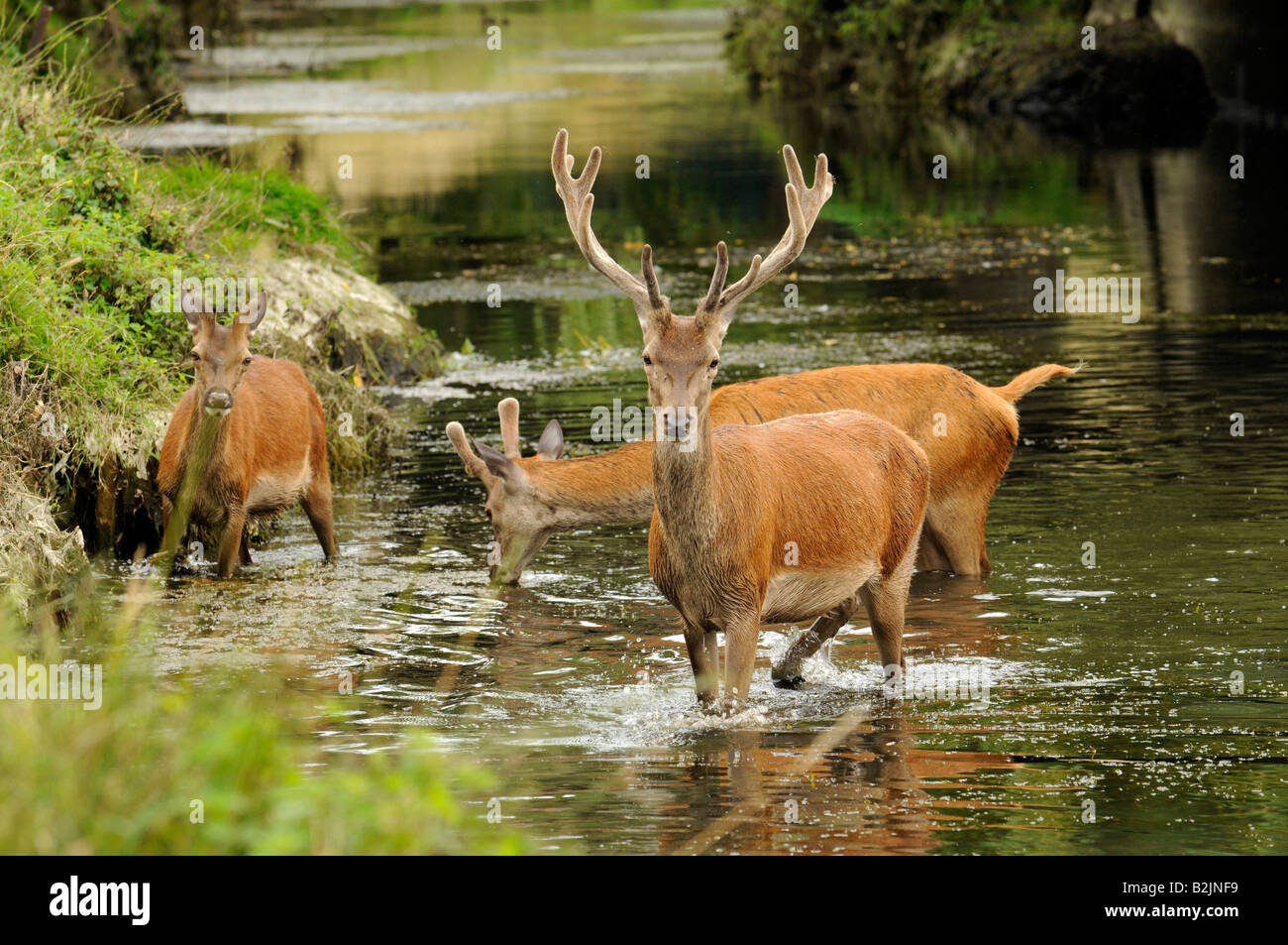 Red deer cooling off in a stream Stock Photo - Alamy