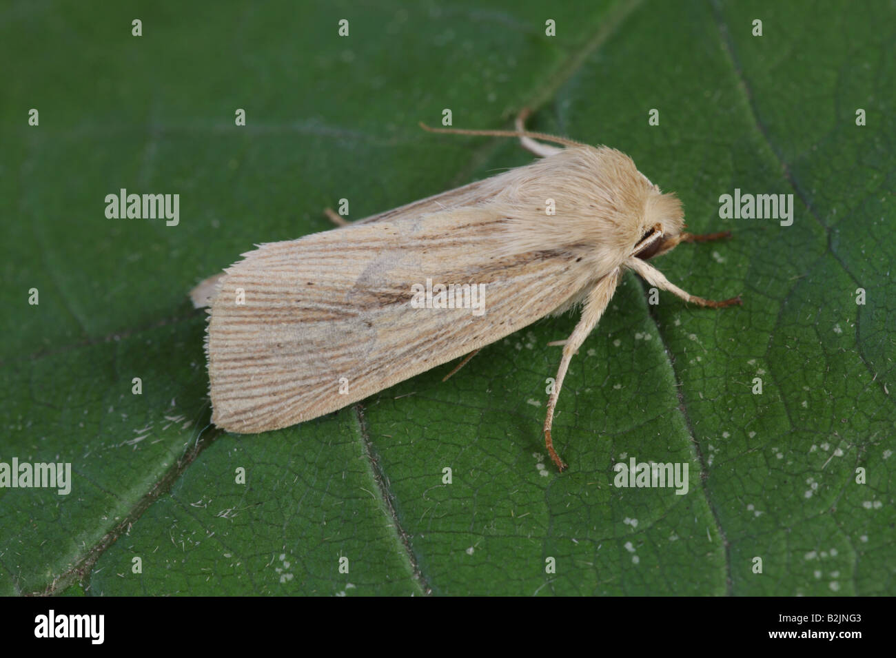 Smoky wainscot hi-res stock photography and images - Alamy