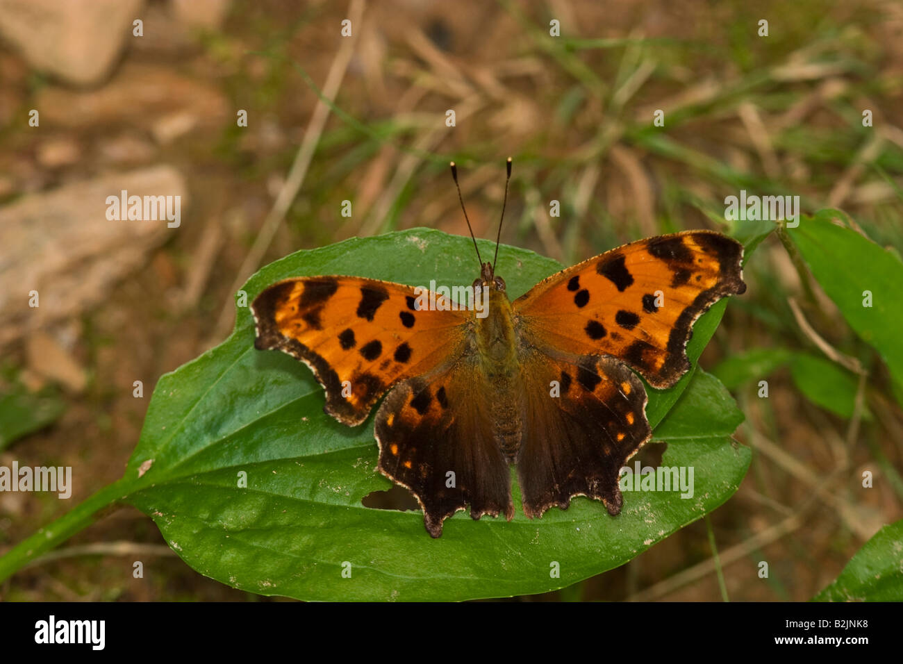 Question Mark Butterfly (Polygonia interrogationis Stock Photo - Alamy