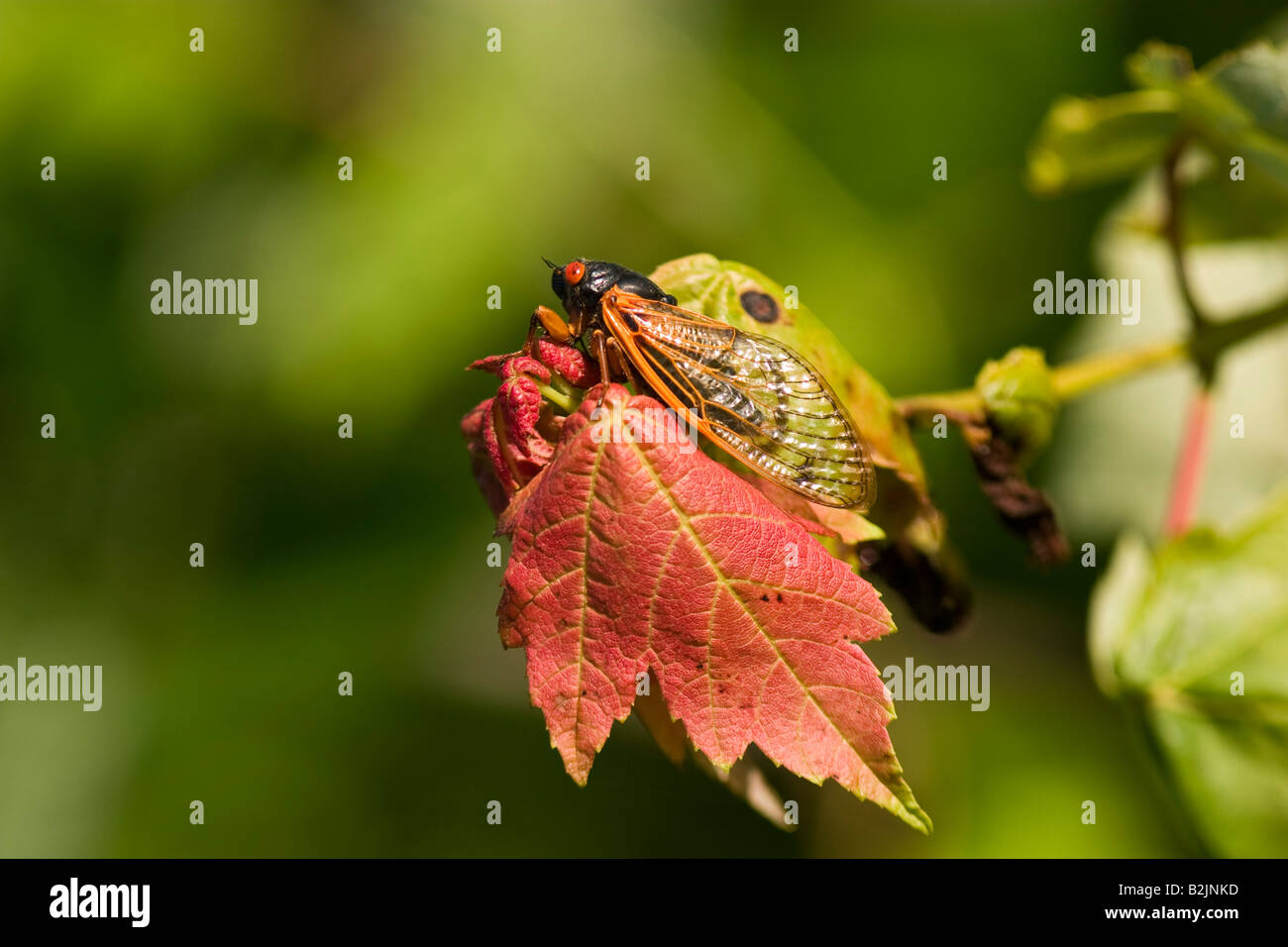 17 year cicadas hi-res stock photography and images - Alamy