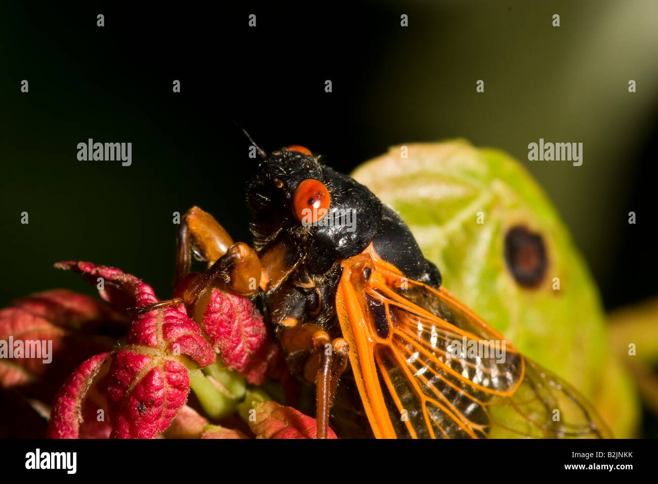 17 year cicadas hi-res stock photography and images - Alamy