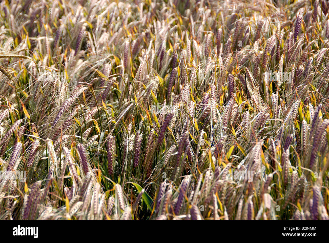 Field of barley ripening in the summer sun on a farm on the South Downs ...