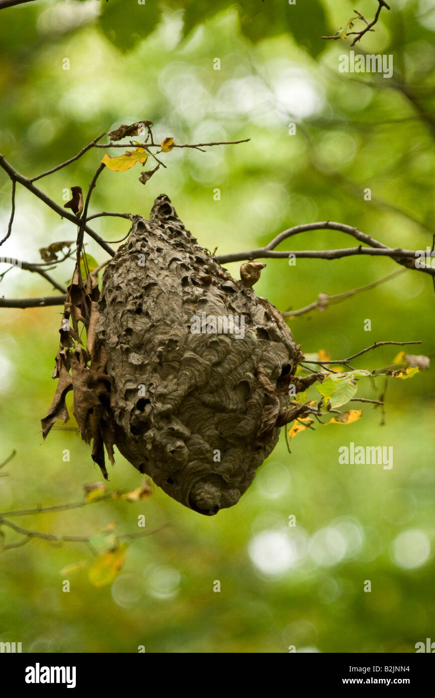 Wasps nest in tree Stock Photo - Alamy
