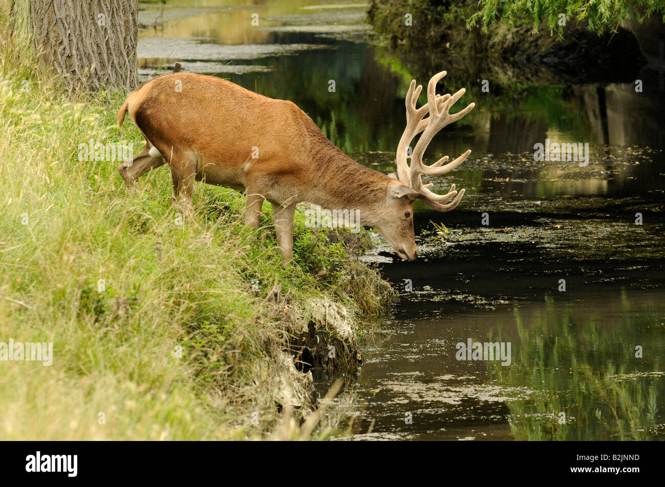 Deer drinking water in stream hi-res stock photography and images - Alamy