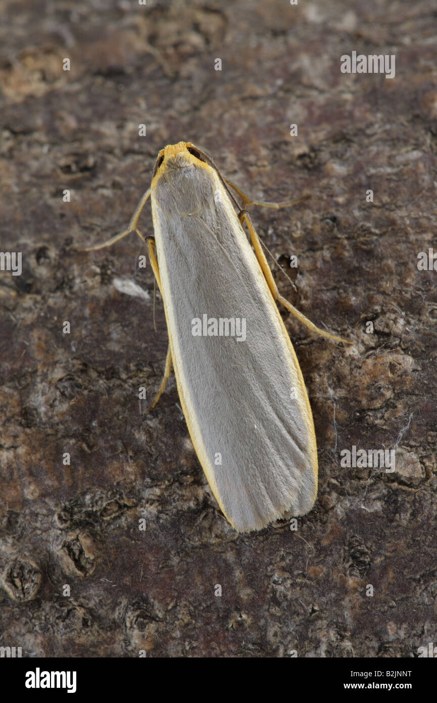 Common Footman - Eilema lurideola Stock Photo - Alamy