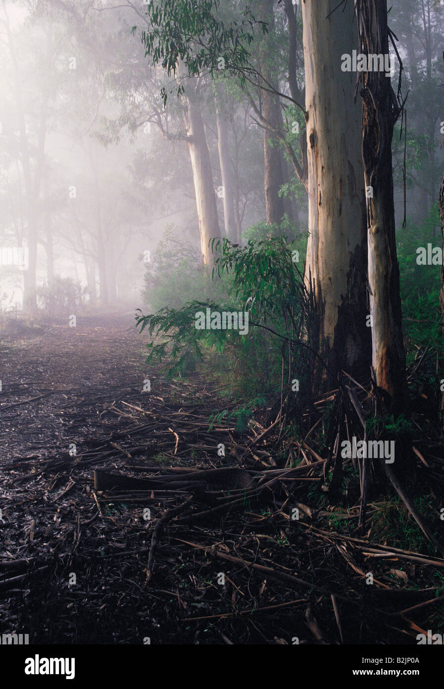 Australia, Victoria, Eucalyptus trees in the mist Stock Photo - Alamy
