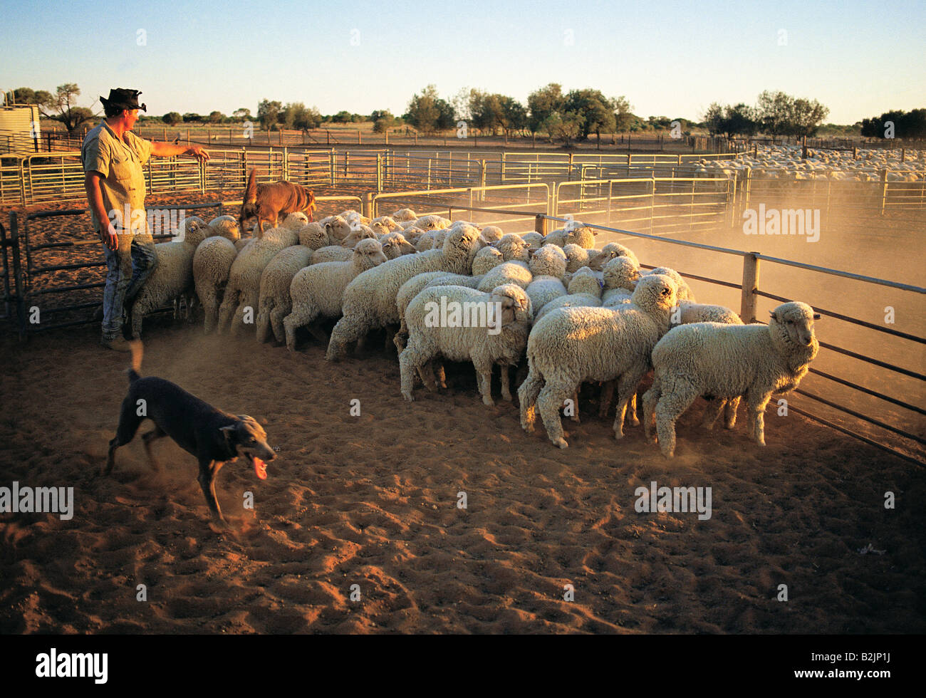 Sheep dog and sheep and farmer hi-res stock photography and images - Alamy