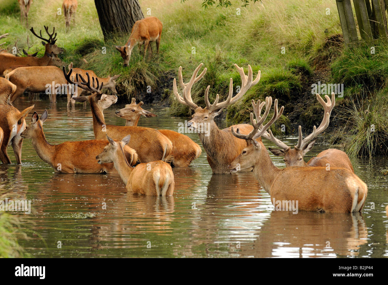 Deer drinking water in stream hi-res stock photography and images - Alamy