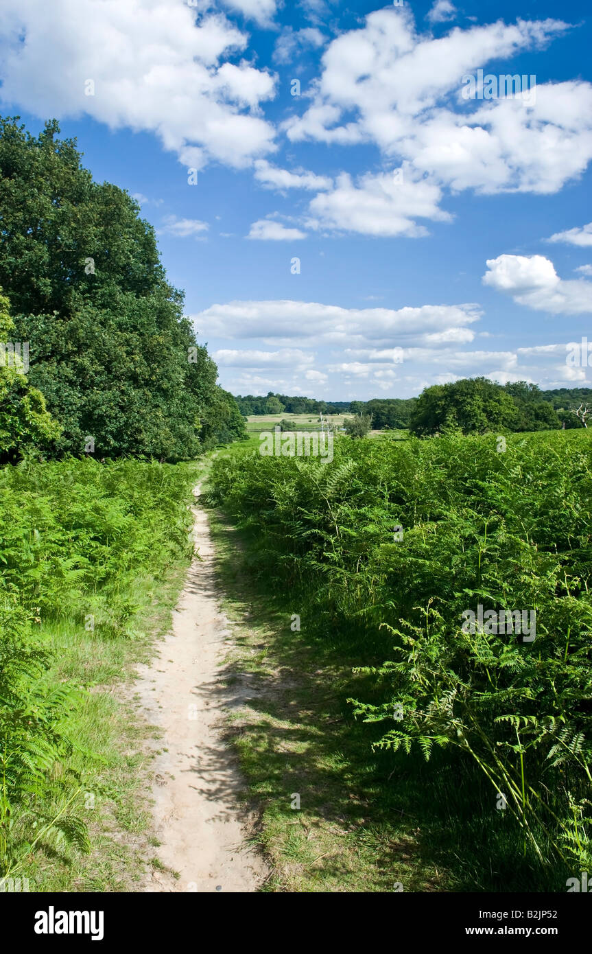 Footpath in Richmond Park Richmond Greater London England UK Stock ...