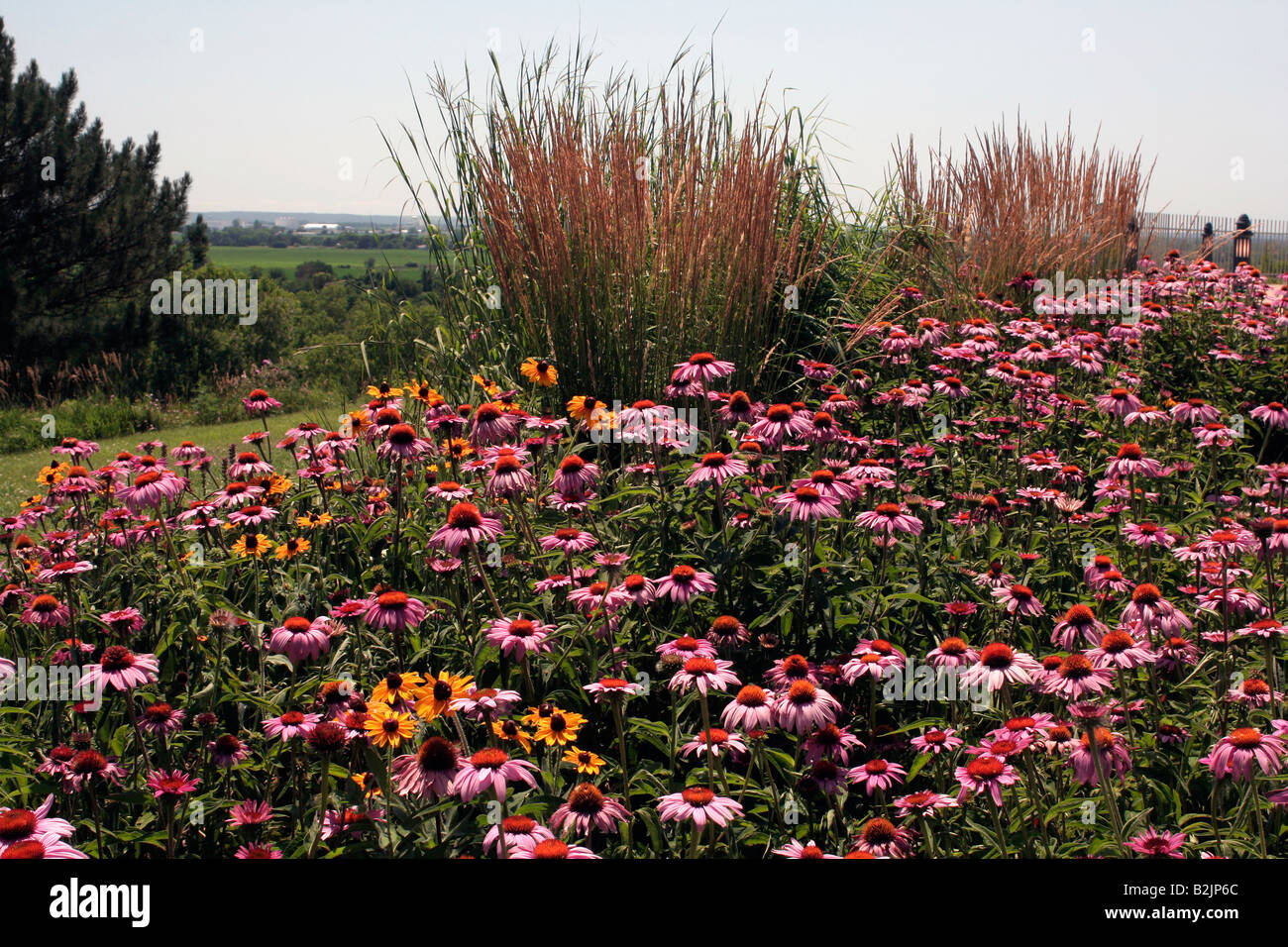 Native prairie planting yellow and purple coneflowers Sergant Floyd ...