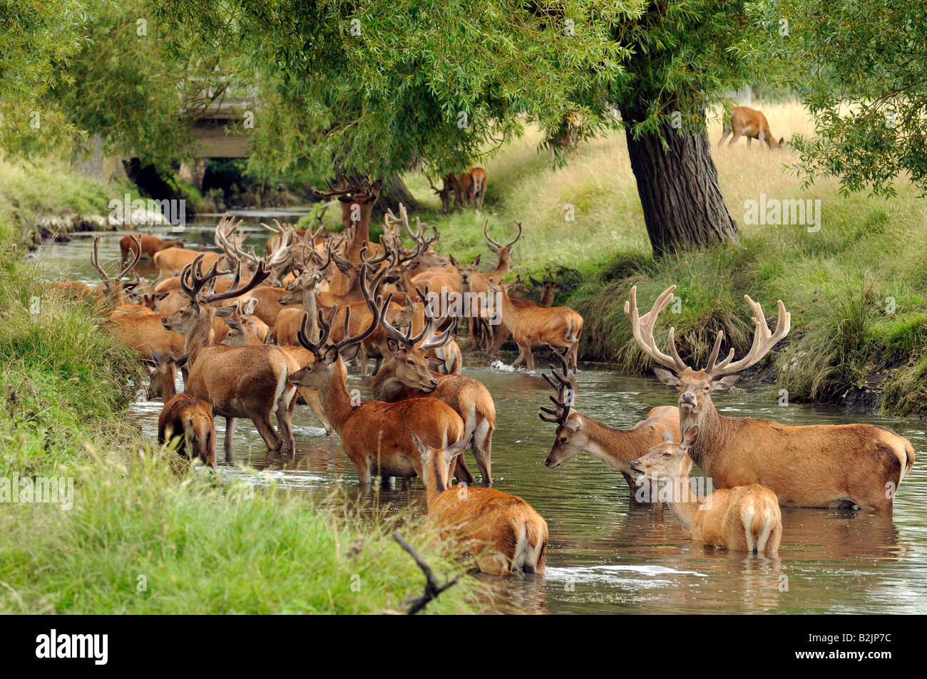 Deer drinking water in stream hi-res stock photography and images - Alamy