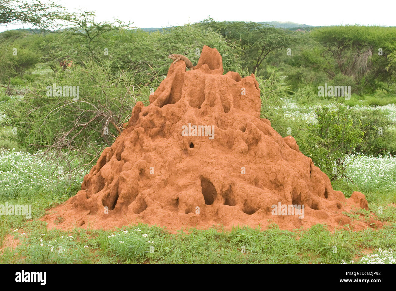 African termite mound in Samburu Stock Photo - Alamy
